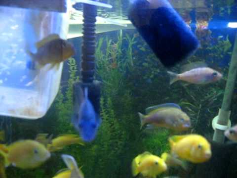 Sean's Aquarium fish fry containers - YouTube
