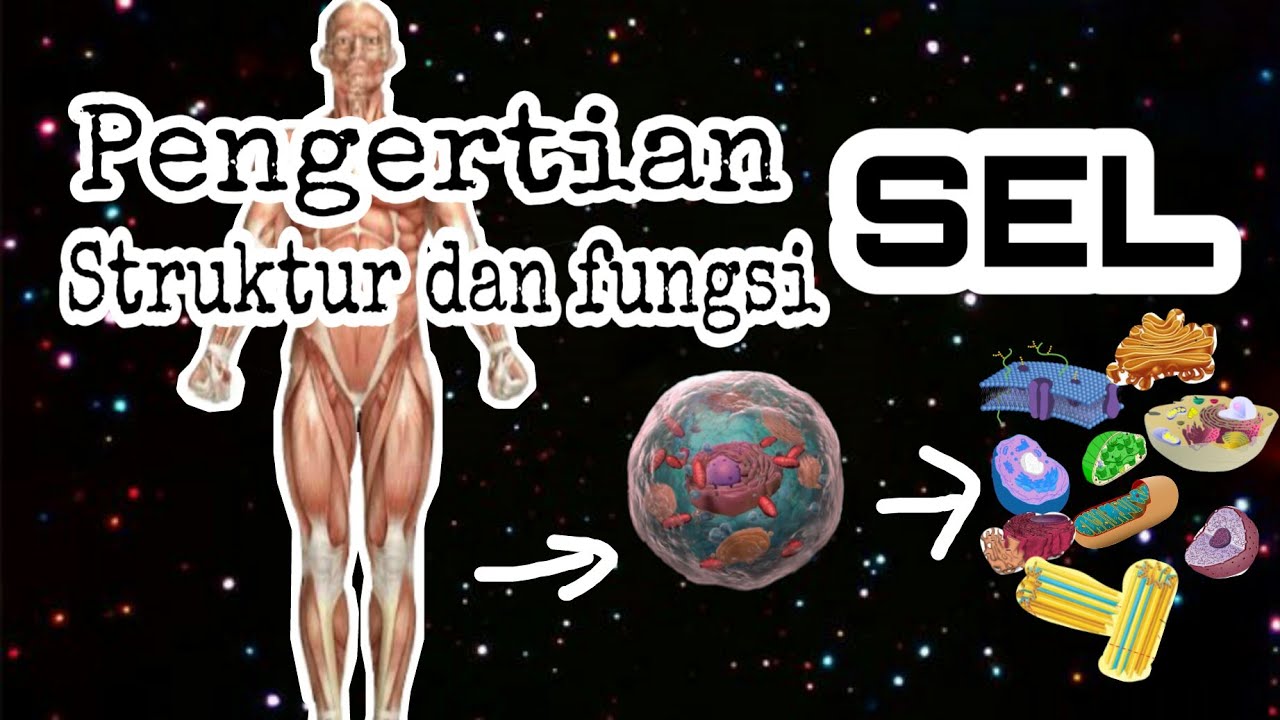Sel : Pengertian, Struktur dan Fungsi Sel (Part 1) - YouTube