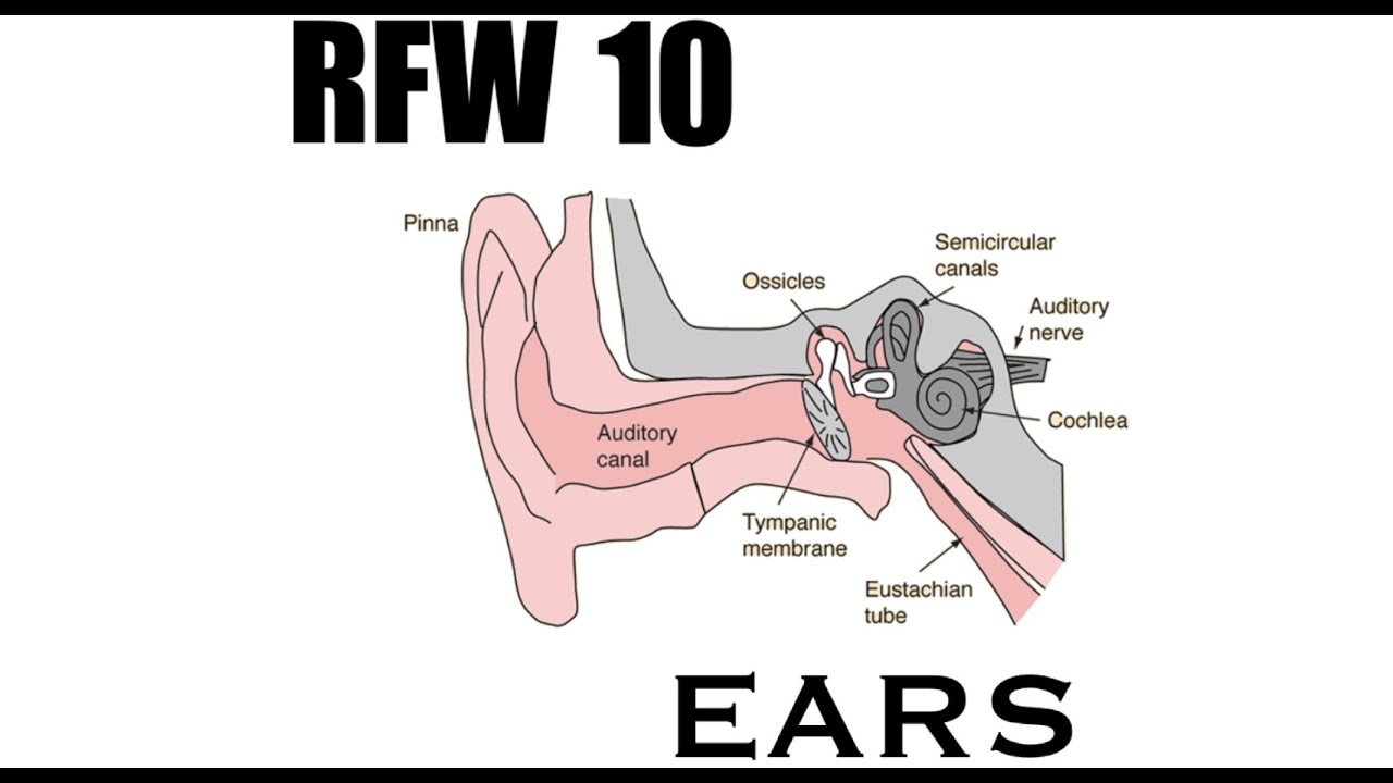 RFW 10: Ears - YouTube