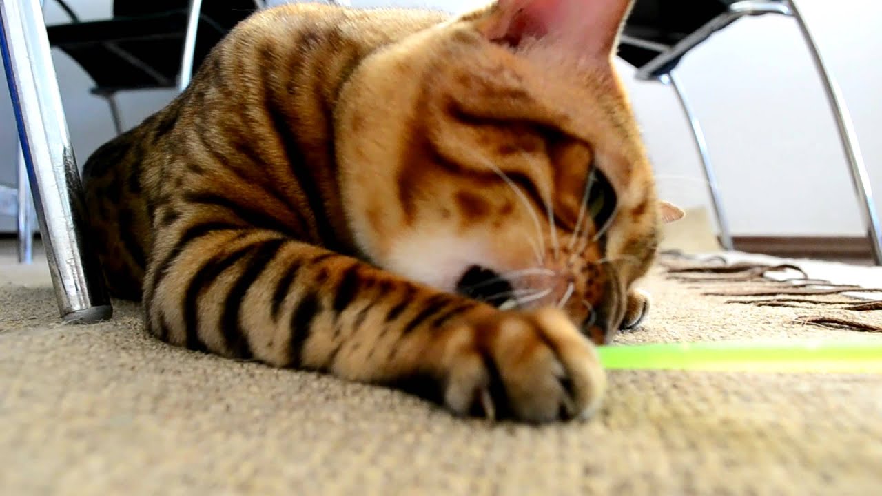 Bengal playing - YouTube