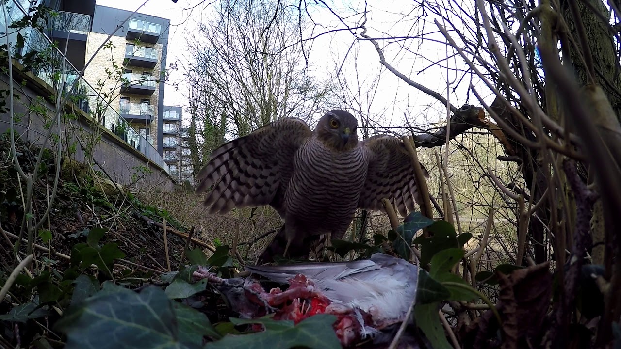 Sparrowhawk on kill - YouTube