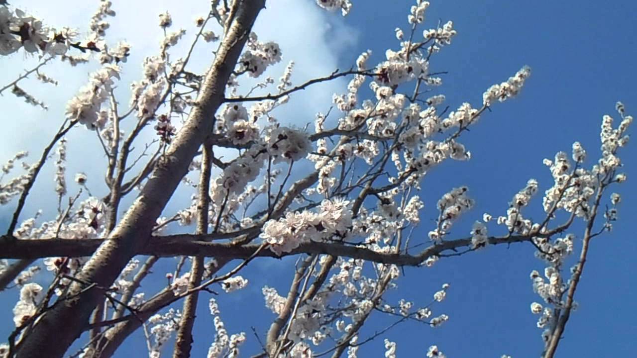 Caisi infloriti - YouTube