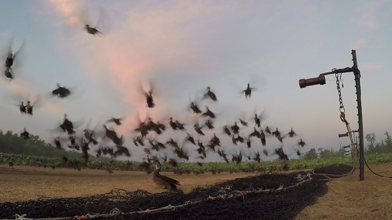 Catching Ducks with a Rocket Net - YouTube