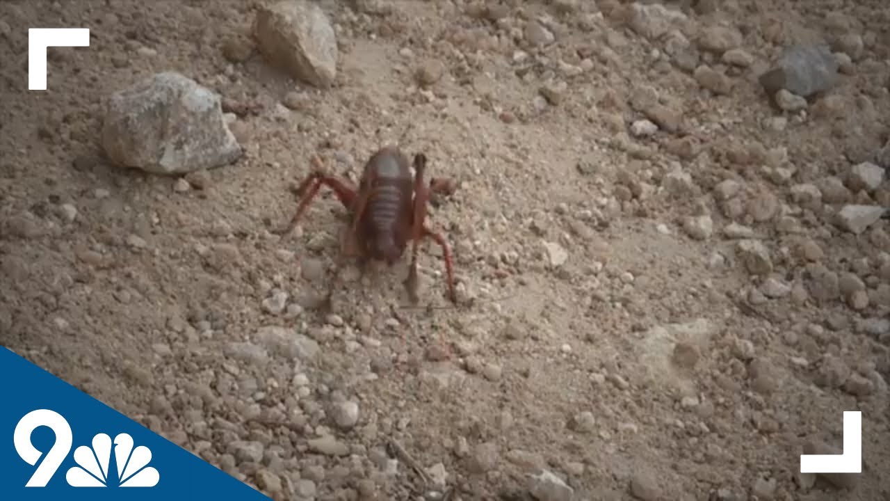 Mormon crickets invading southwest Idaho - YouTube