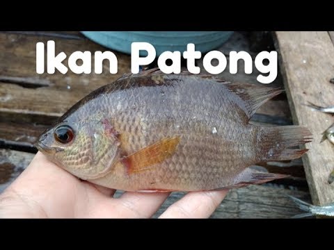 Ikan Patong - YouTube