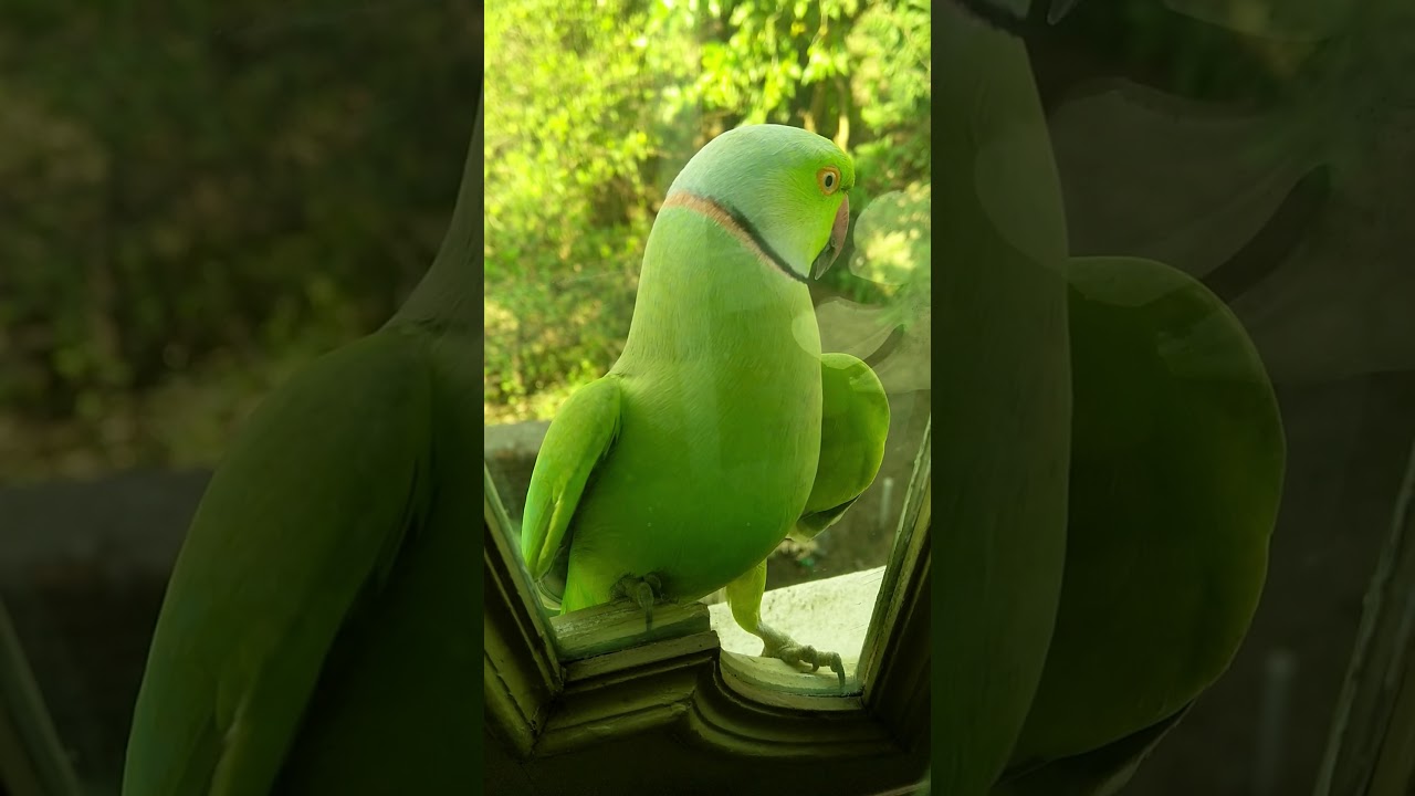 Funny Parrots Videos Compilation cute moment of the animals - Cutest ...