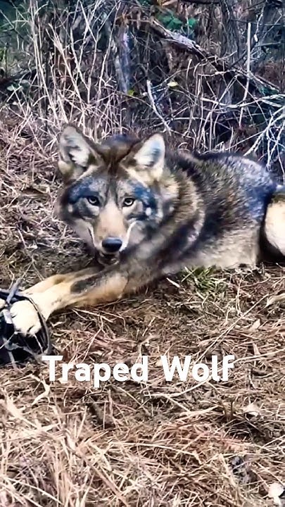 Trapped Wolf Struggles for Freedom #wildlife #wolf #medvet - YouTube
