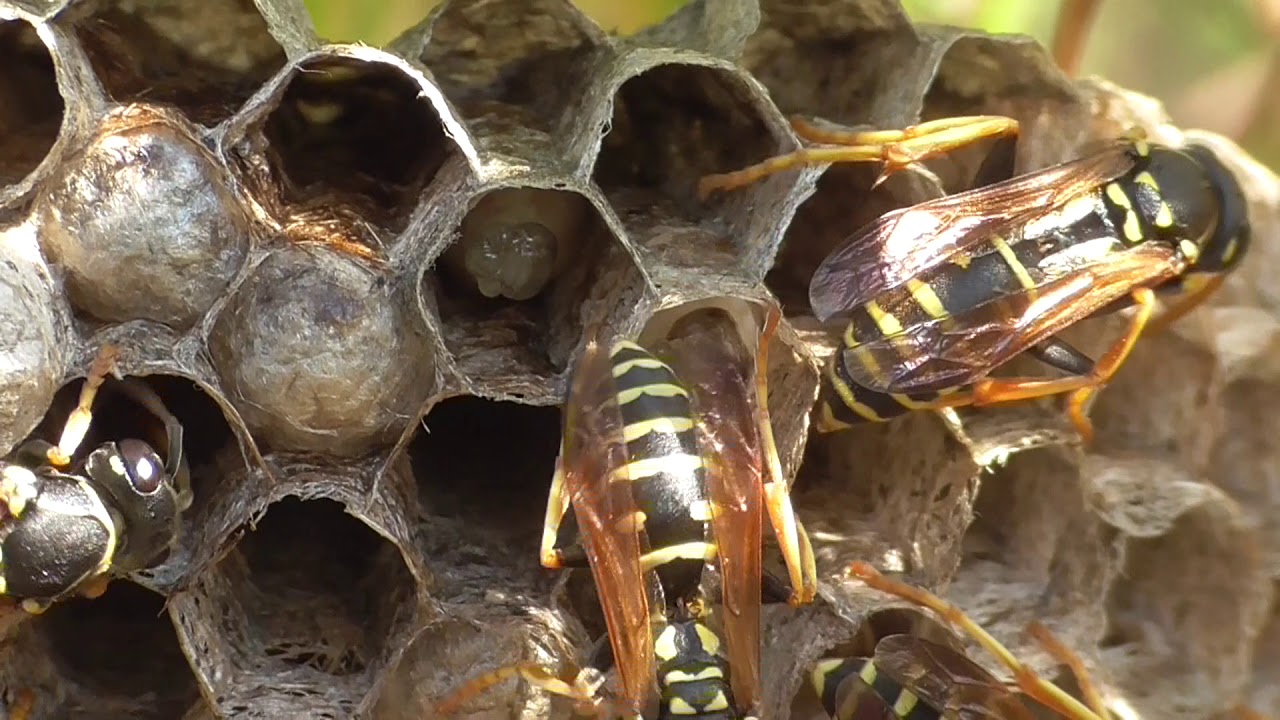 Paper-wasps at nest. Heide-Feldwespen am Nest (Polistes nimpha) - YouTube