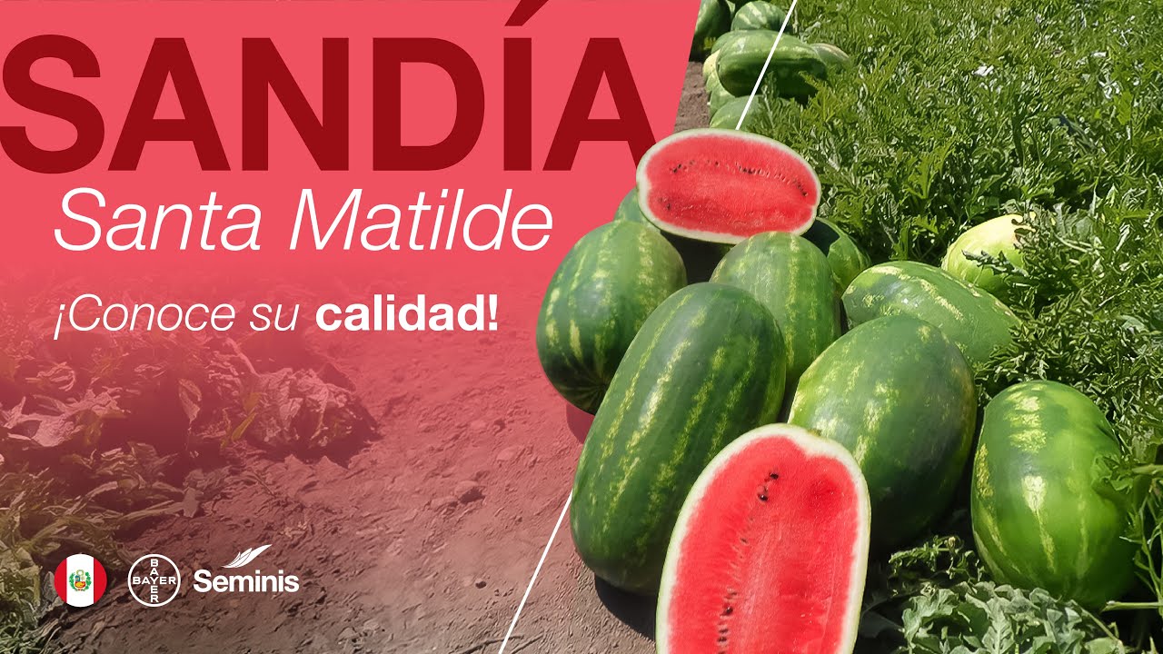Conoce la calidad de nuestra sandía Santa Matilde - YouTube
