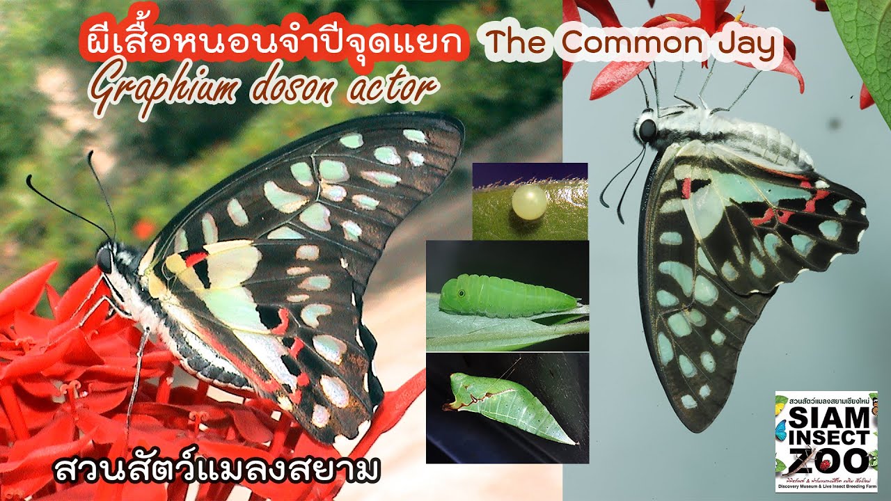 Ep.30 ผีเสื้อหนอนจำปีจุดแยก The Common Jay, Graphium doson actor ...