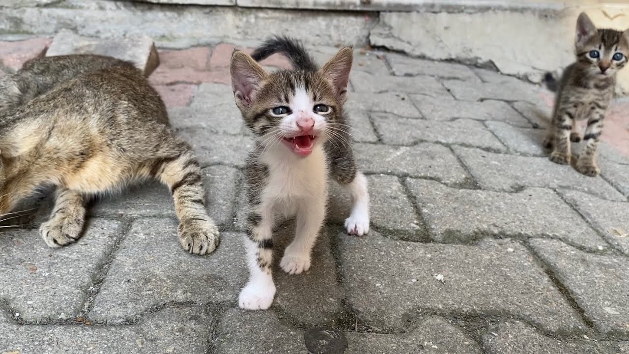 Incredibly beautiful Kittens living on the street. These Kittens love ...