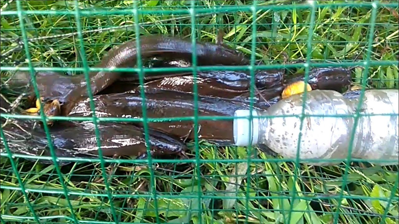 Air rawa mulai surut, hasil masih ada⭐ - YouTube