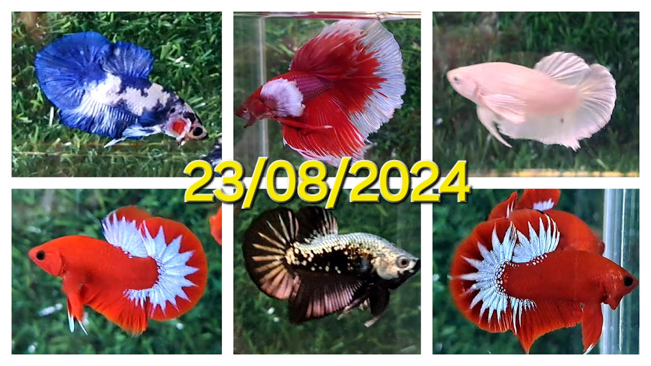 ĐỢT CÁ 23/08/2024, BETTA GIÁ RẺ: DUMBO, SAMURAI, MARBLE DOT, RED FANCY ...