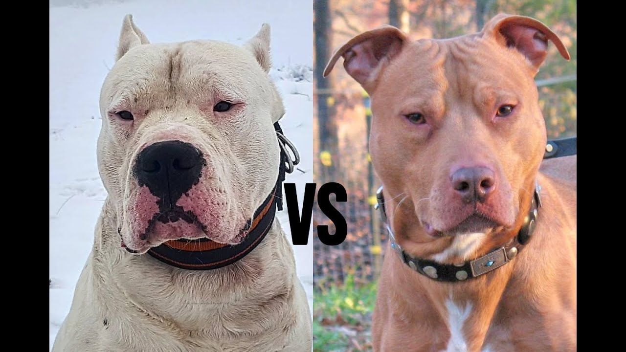 Top10 razas de Perros que siempre se usaron para las peleas - YouTube