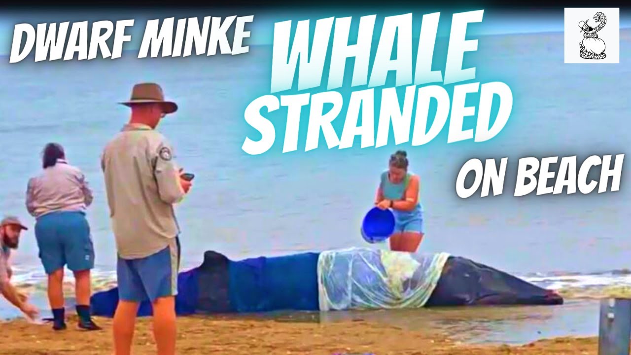 Dwarf Minke Whale STRANDED on a Queensland Beach - RESCUED - YouTube