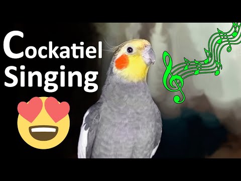 Cockatiel Brid Whistling Training 🎶 Talking Cockatiel Singing 😍 ...