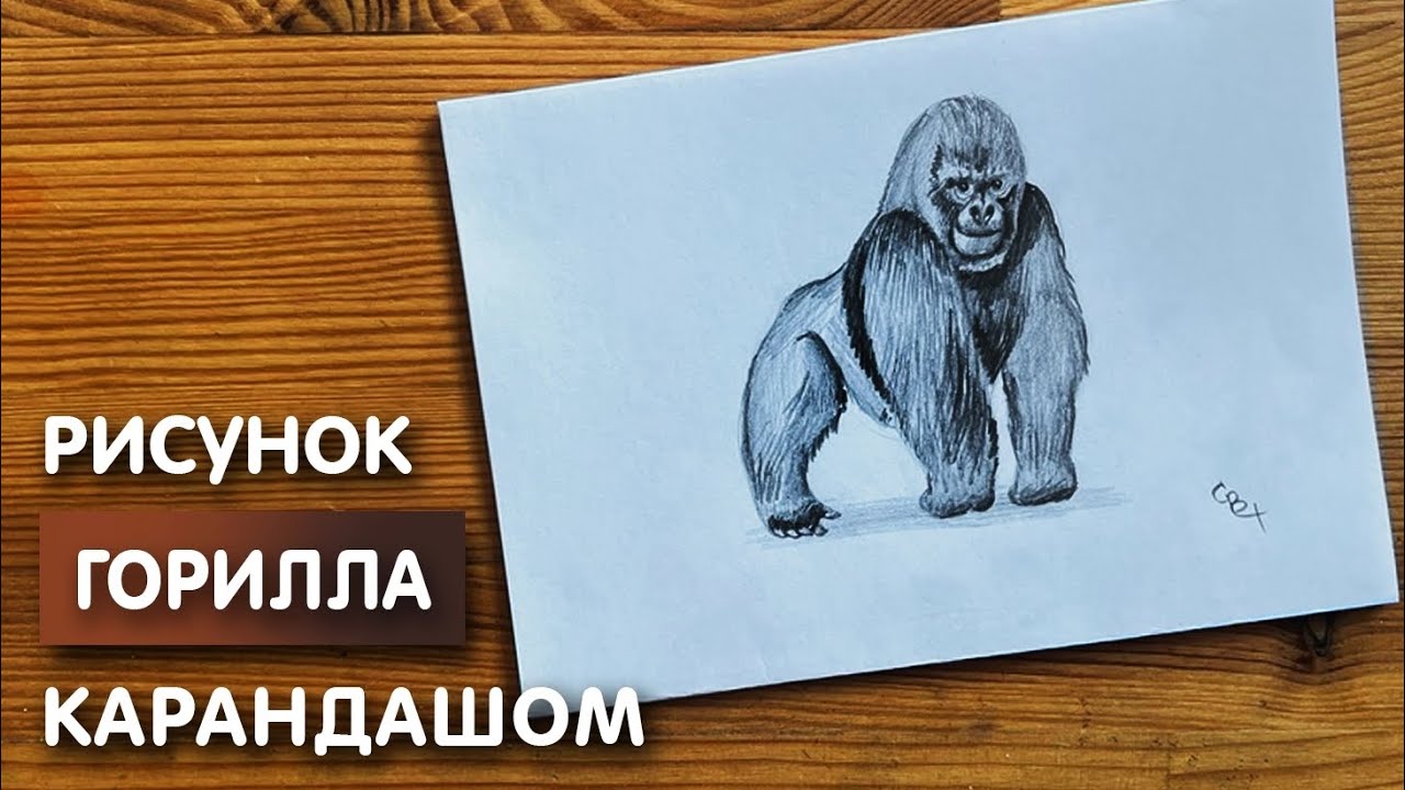 Как нарисовать гориллу карандашом | Рисунок для начинающих поэтапно ...