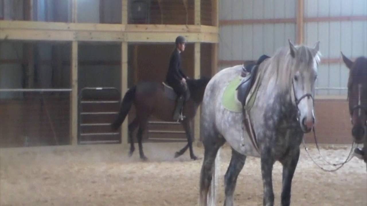 A Clever Gent - dressage - YouTube