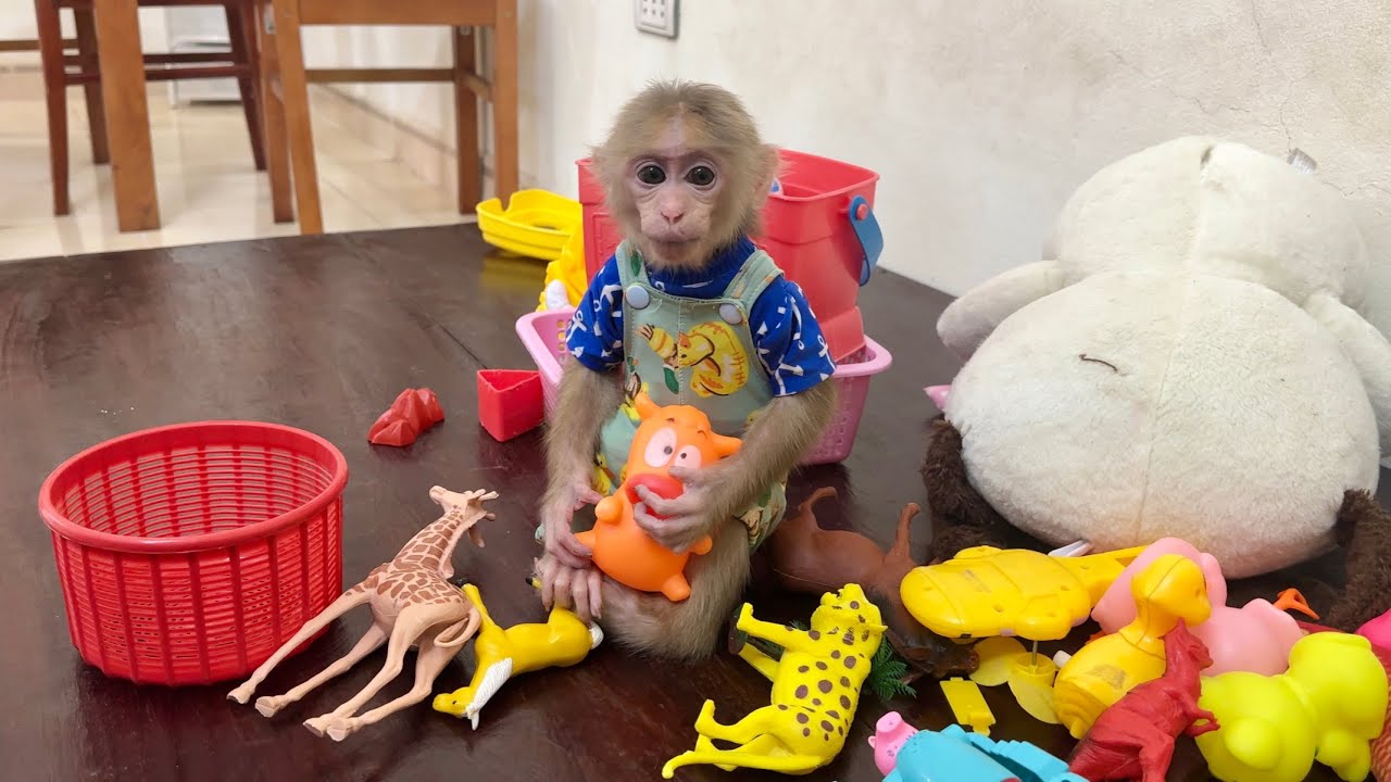 Abi monkey is good at home alone when mom is away - YouTube