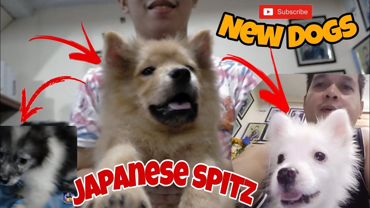 JAPANESE SPITZ NEW DOGS /Gahdiel Padilla Vlog - YouTube