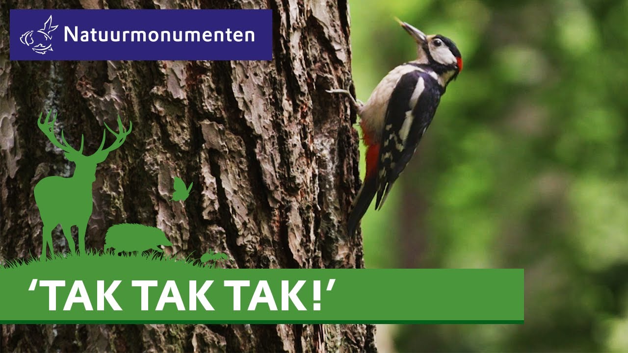 De groene specht, zwarte specht en grote bonte specht! - YouTube