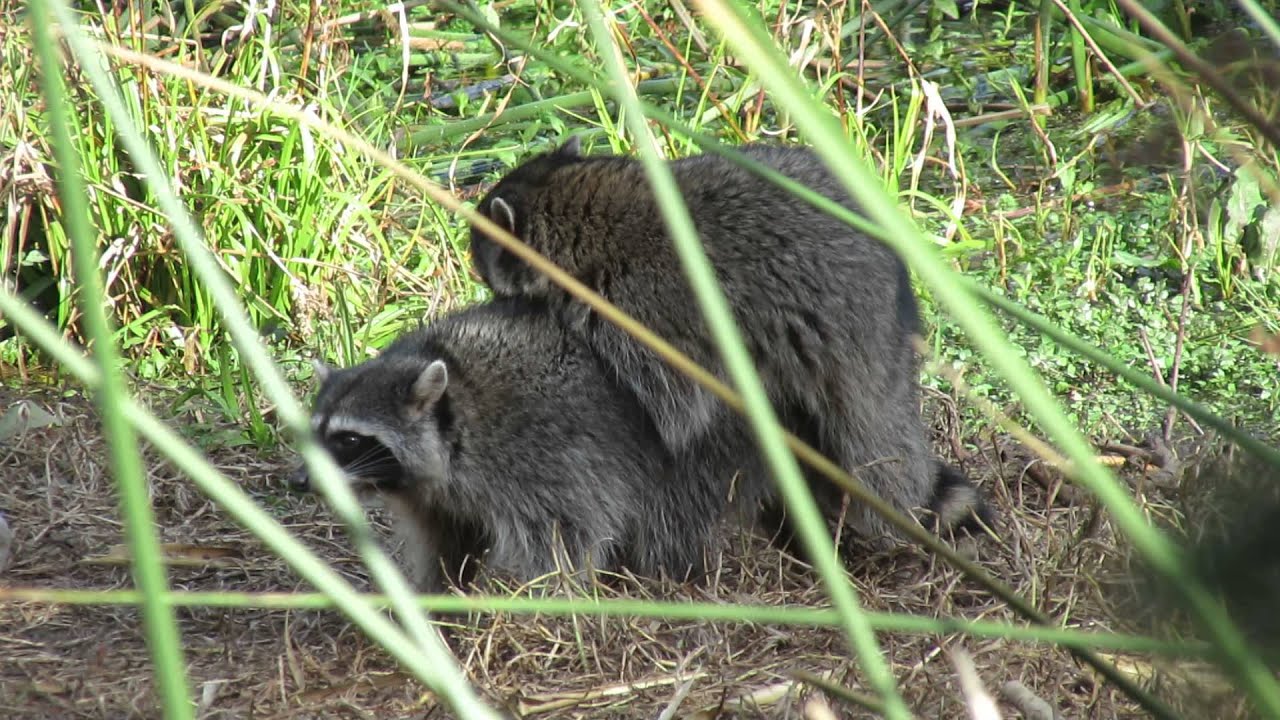Racoons are mating in Golden Gate Prk in San Francisco - YouTube