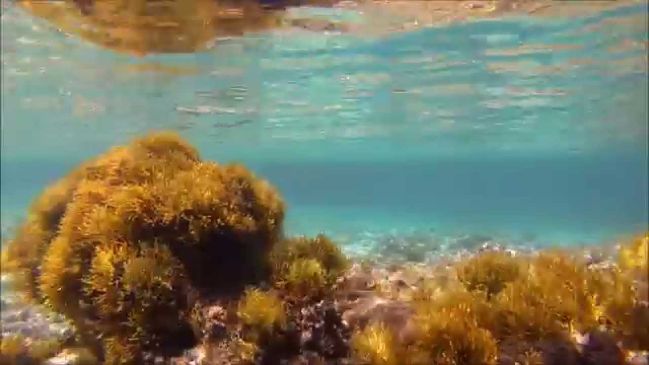 Majorca / Mallorca (Spain) underwater recordings / Unterwasser ...