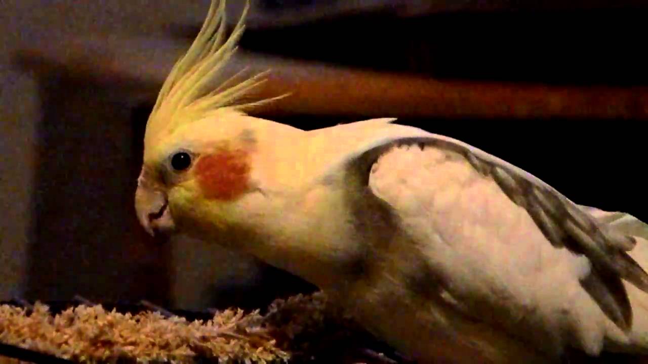 The Elusive and Evil Cockatiel, Abraham. - YouTube