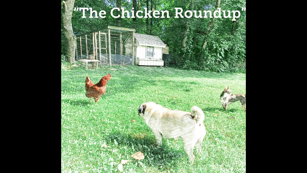 The Chicken Roundup - YouTube