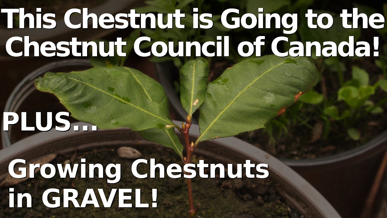 This Chestnut is Going to the Chestnut Council of Canada! - YouTube