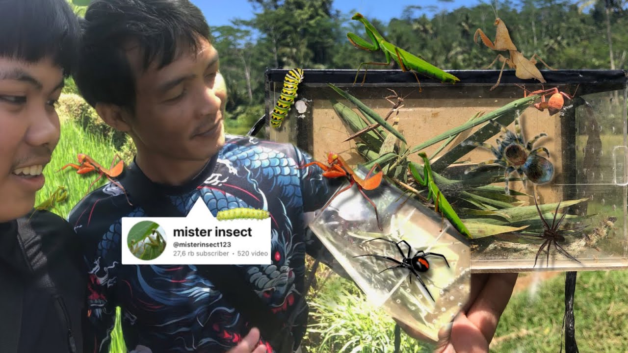 hunting with mister insect! | catch red mantis, jump spider, poisonous ...