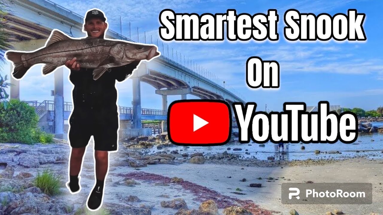 *Smartest SNOOK on Youtube* (Sebastian Inlet South Jetty) - YouTube