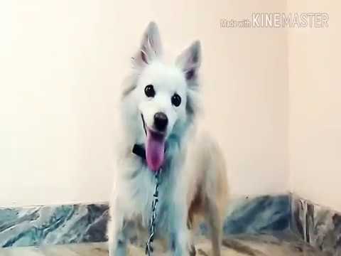 Good Dog Video Compilation 2018