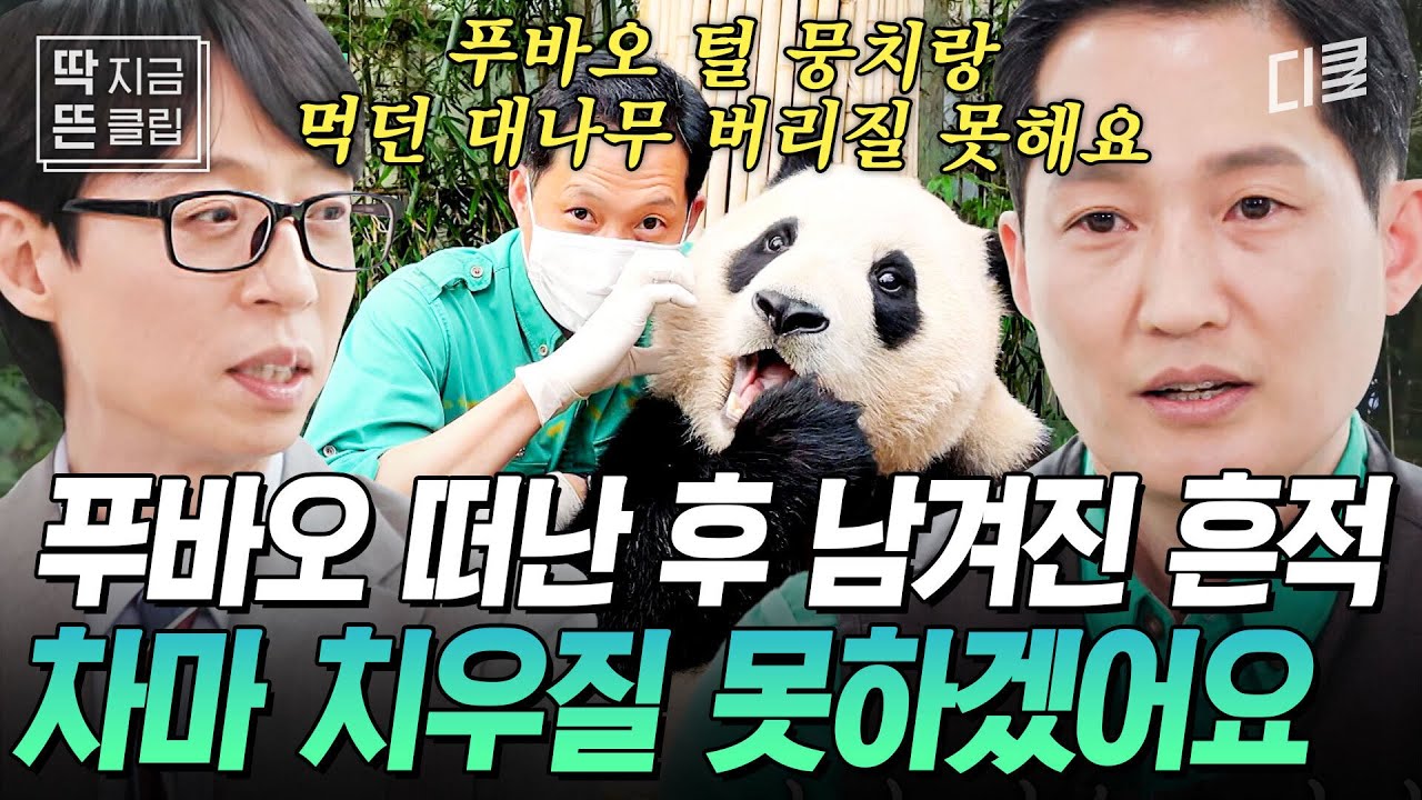 유퀴즈온더블럭 푸바오의 누룽지 색 털 뭉치도 버리지 못하는 송바오의 마음😢 영원한 아기 판다 푸바오가 떠나도 남아 있는 흔적들 Youtube