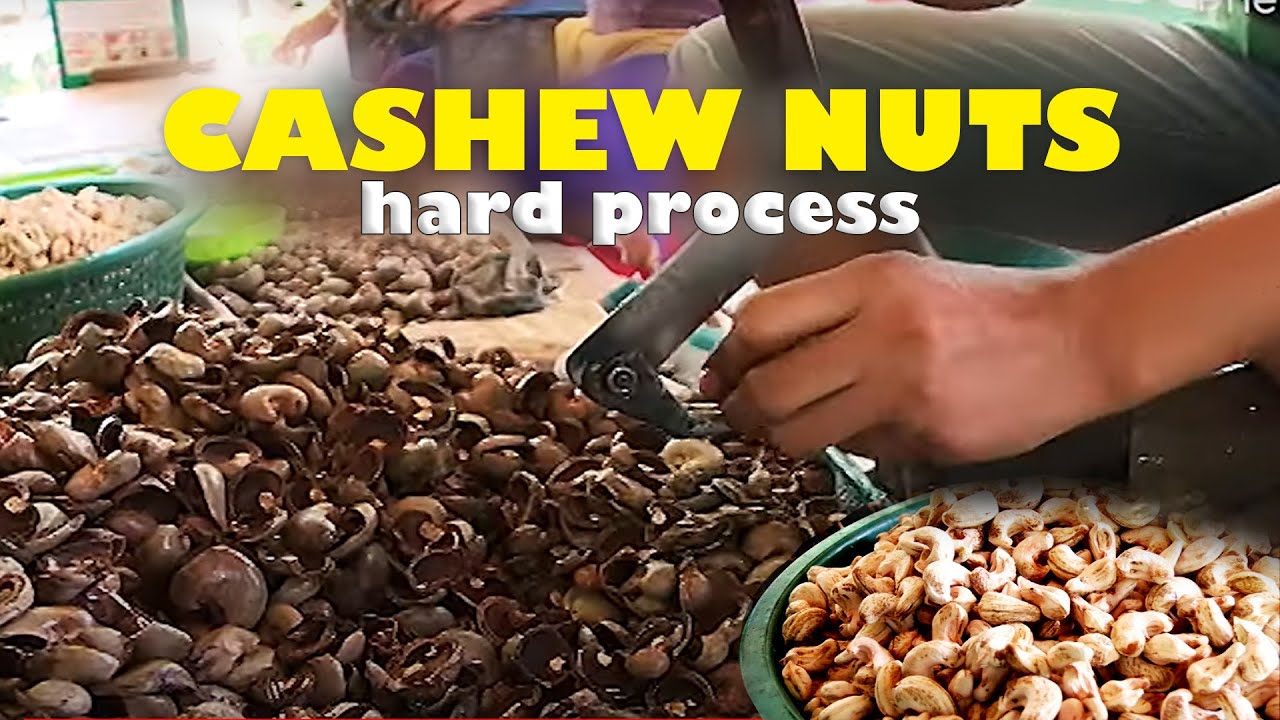 CASHEW NUTS | Mahirap na paggawa ng Kasoy - YouTube