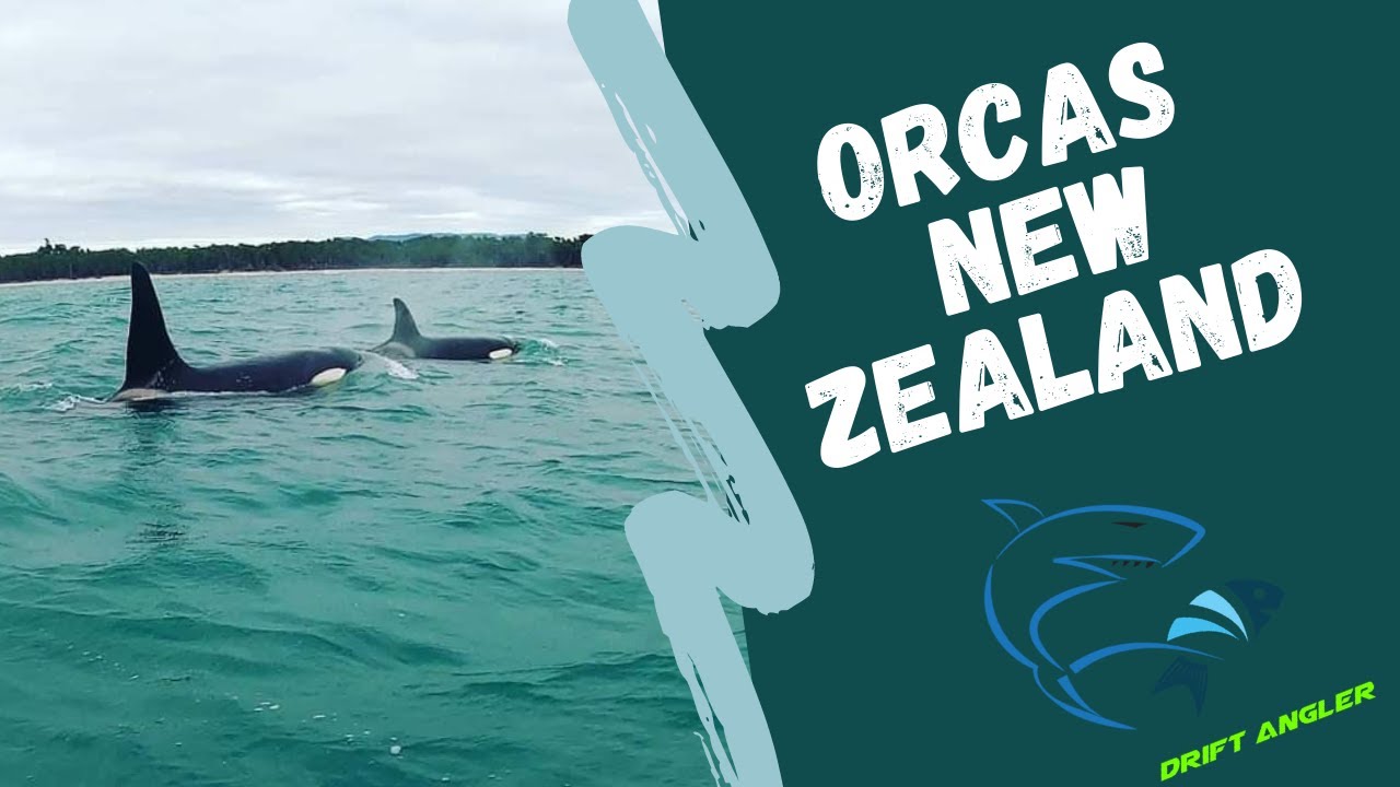 Orca encounters - New Zealand - YouTube