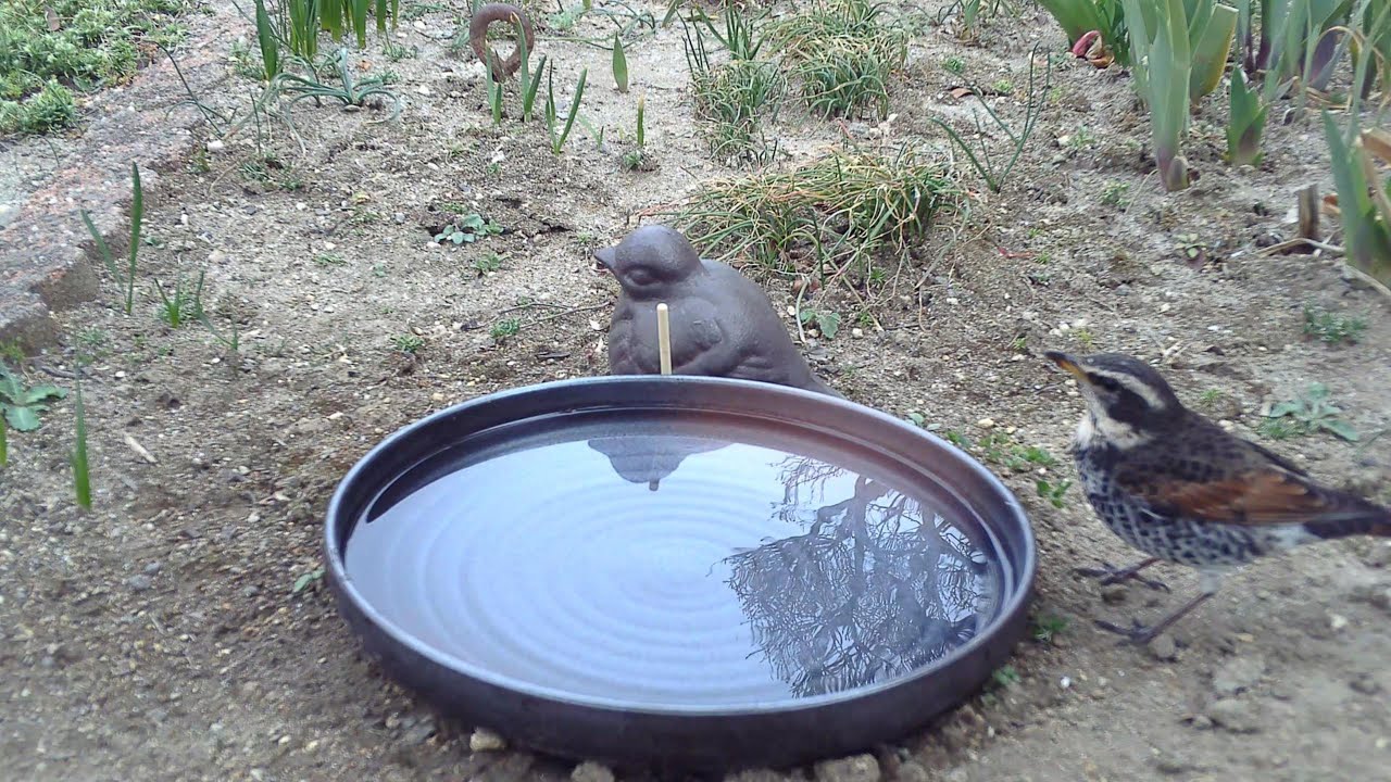 435 バードバス TREL 18J-4K トレイルカメラ - YouTube