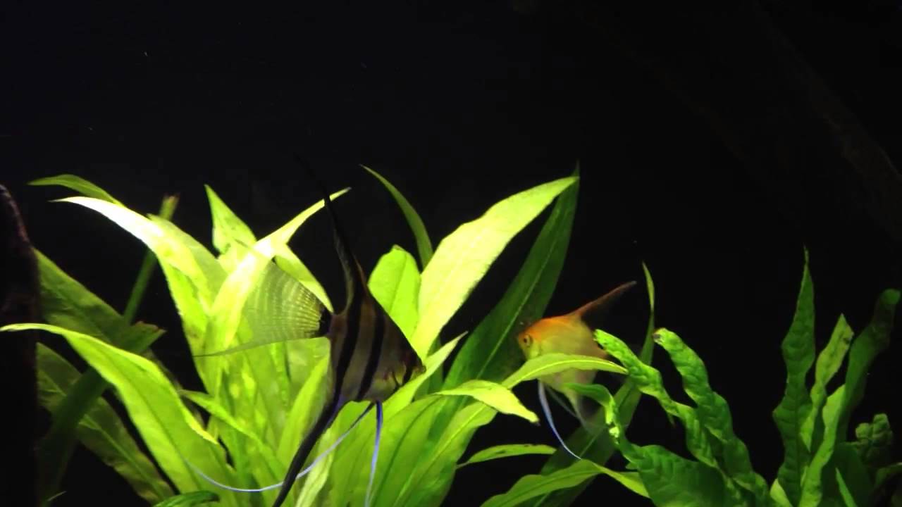 Angels with wigglers - YouTube