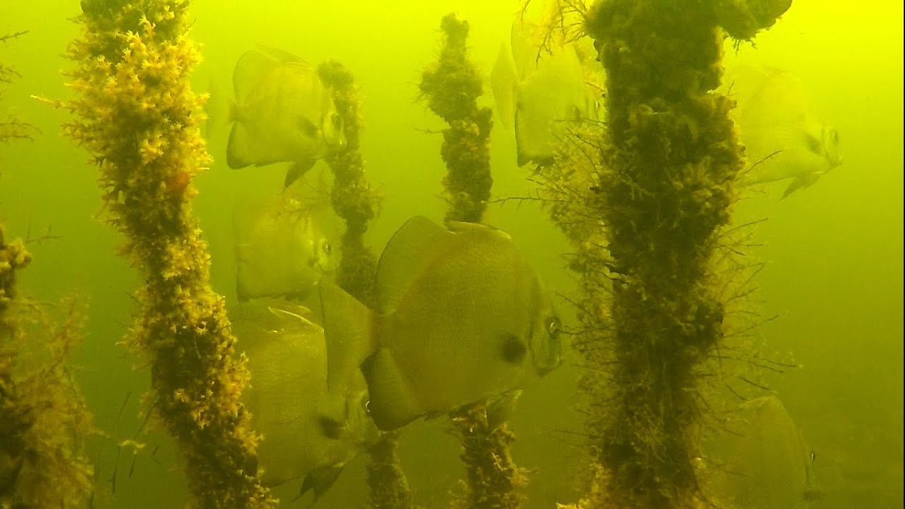 Artificial Reef Scaph Pro Sénégal Mission dry wood Phase 1 - YouTube