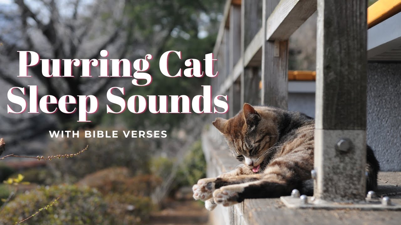 Purring Cat Sleep Sounds and Bible Verses in HD - YouTube
