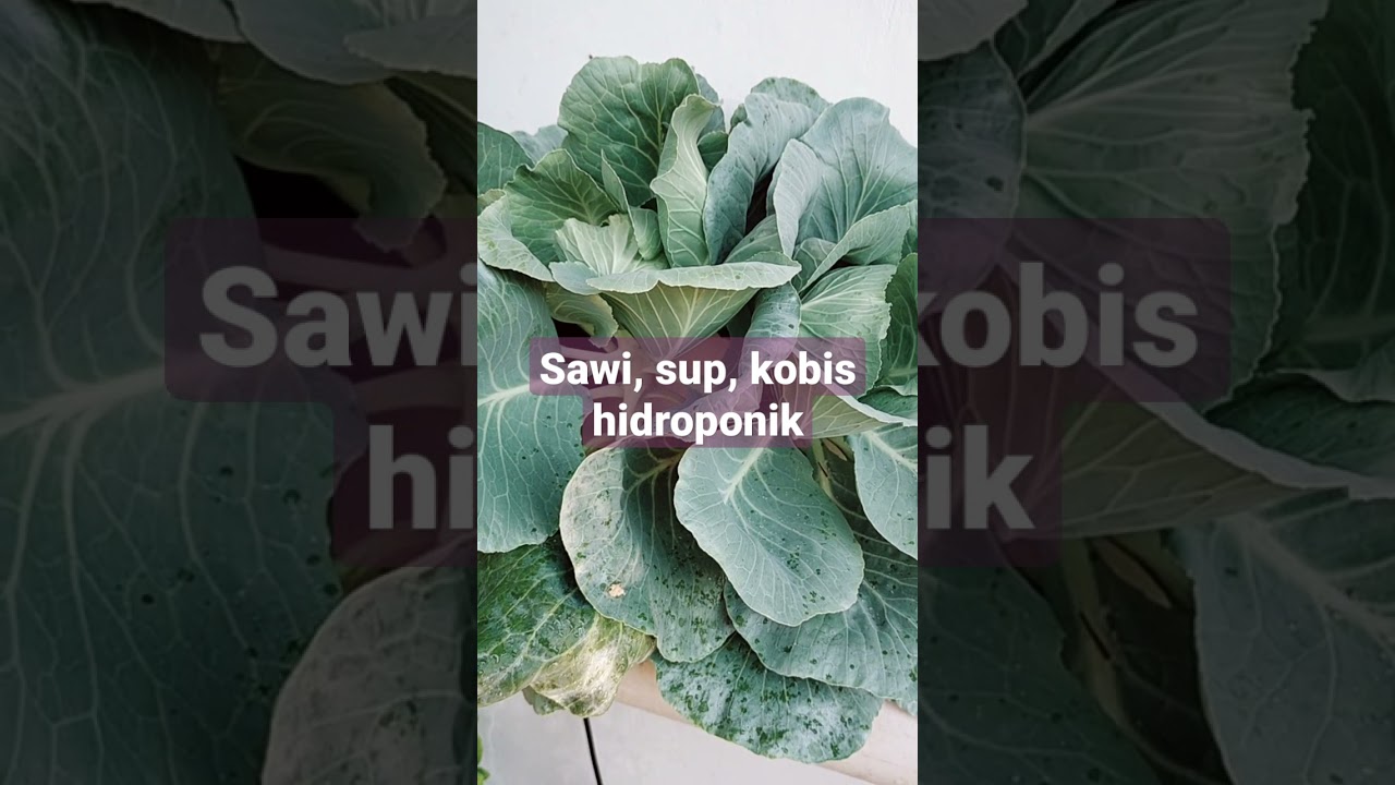 pokok sawi, sup, kobis hidroponik - YouTube