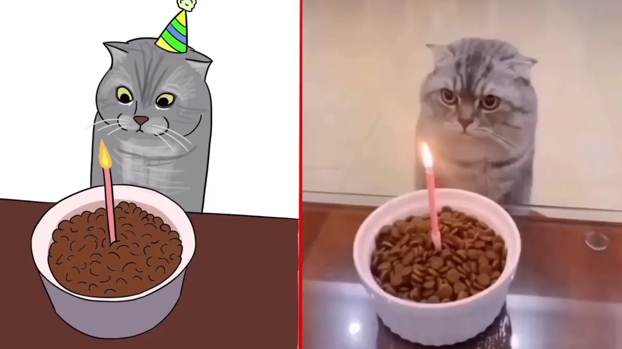 Hilarious Cat Memes, Side-Splitting Funny Cats! 🐱🐶🤣 Trending Funny ...