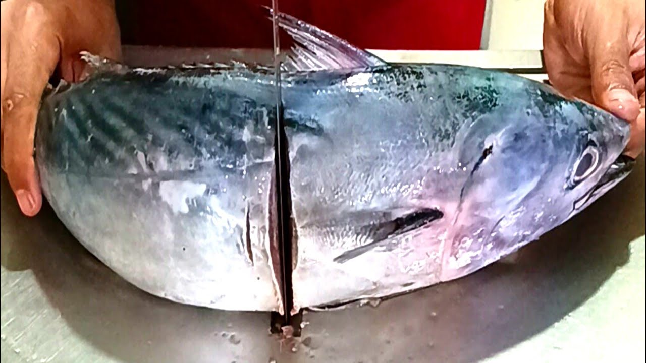 Watch the of Tuna fish cutting with fish cutting machine - YouTube