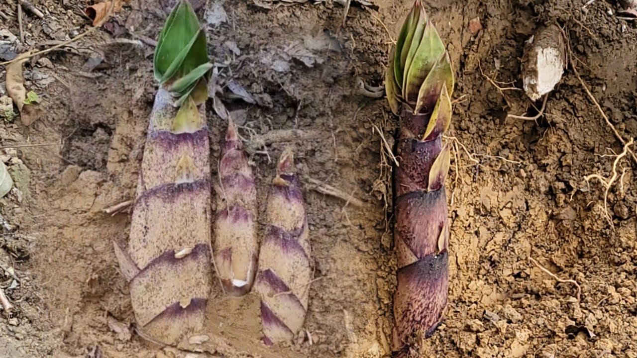 go to the forest to dig bamboo shoots to eat, living the life of ...