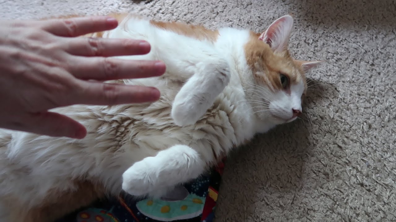 The Cat Belly, Is It A Trap? - YouTube