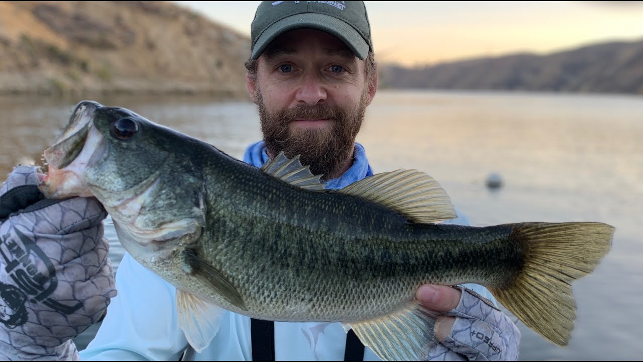 CASTAIC BASS FISHING - INSANE SHAD BITE! - YouTube