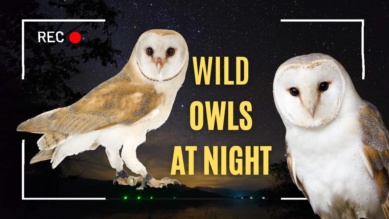 AMAZING WILD OWLS NIGHT CAPTURE - YouTube