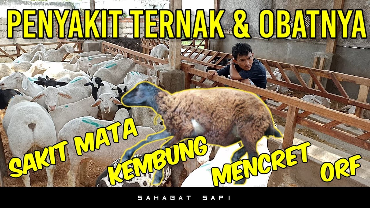 PENYAKIT PENYAKIT YANG MENYERANG DOMBA DAN CARA MENGOBATINYA AGAR TIDAK ...