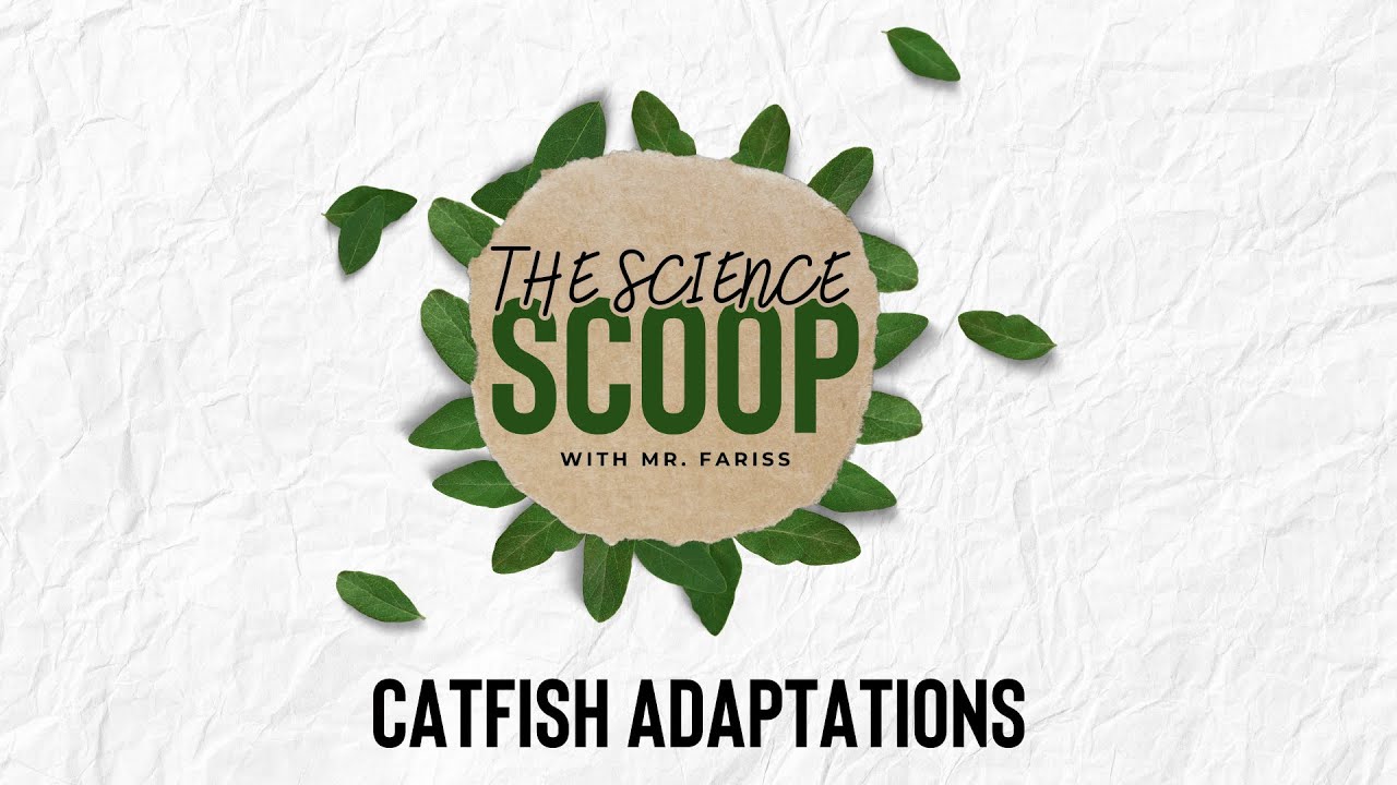 The Science Scoop with Mr. Fariss: Catfish Adaptations - YouTube