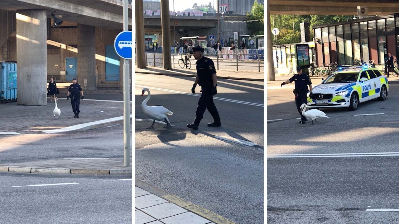 Cops Chase Swan After Bird Stops Rush Hour Traffic - YouTube